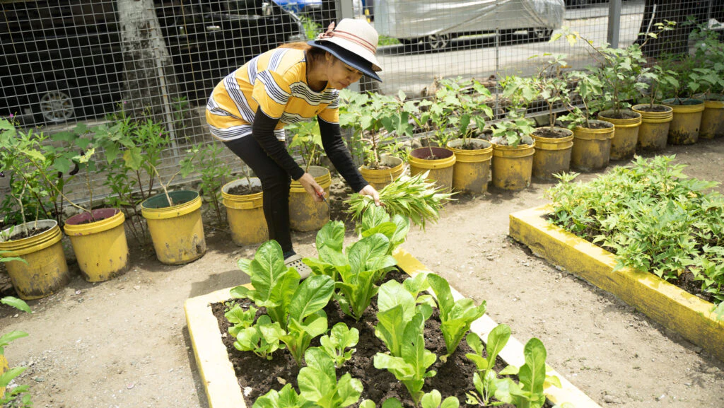 An Urban Farm Serves as a Vital Source of Produce in Taguig ...