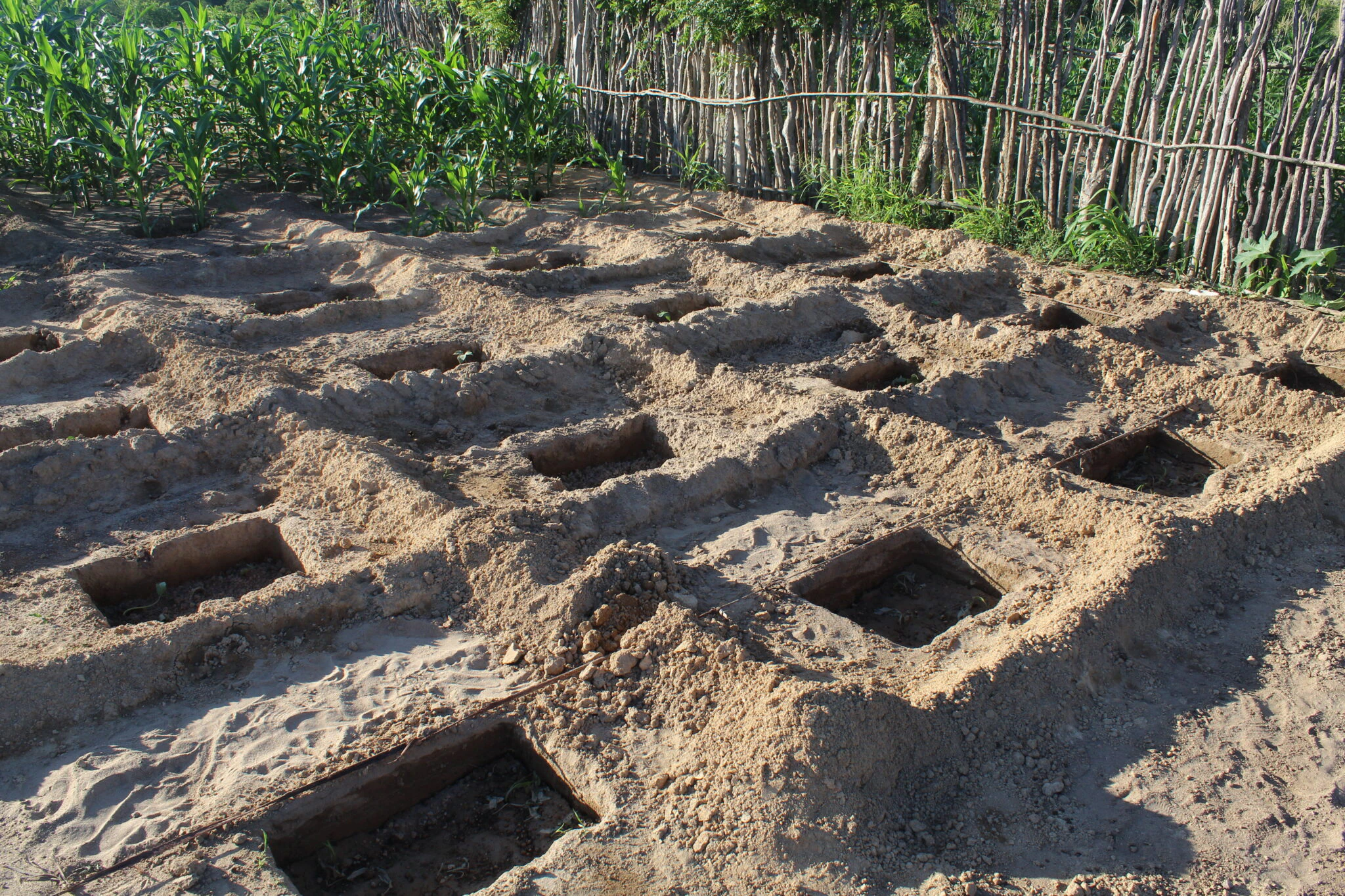 The Impact of Climate-Smart Agriculture Training in Gokwe North ...
