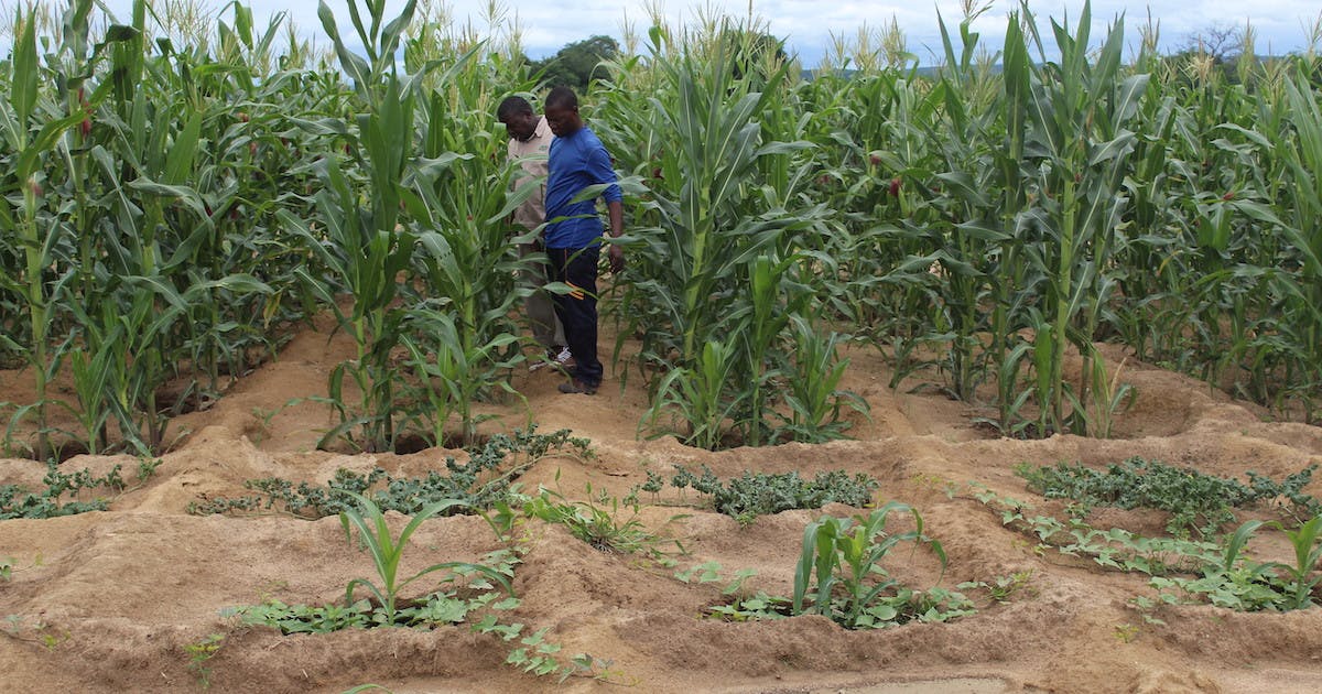 The Impact of Climate-Smart Agriculture Training in Gokwe North ...
