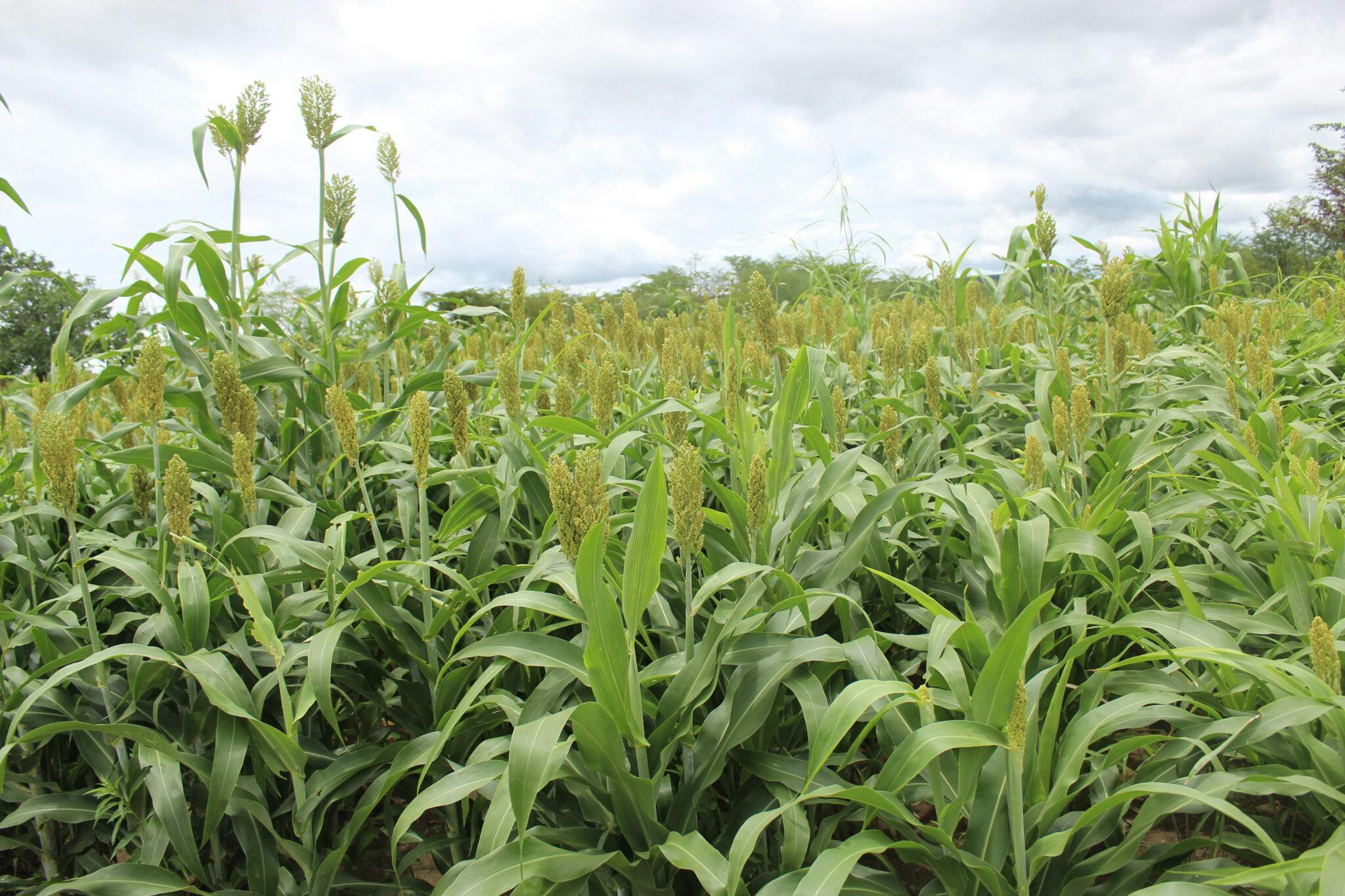 The Impact of Climate-Smart Agriculture Training in Gokwe North ...