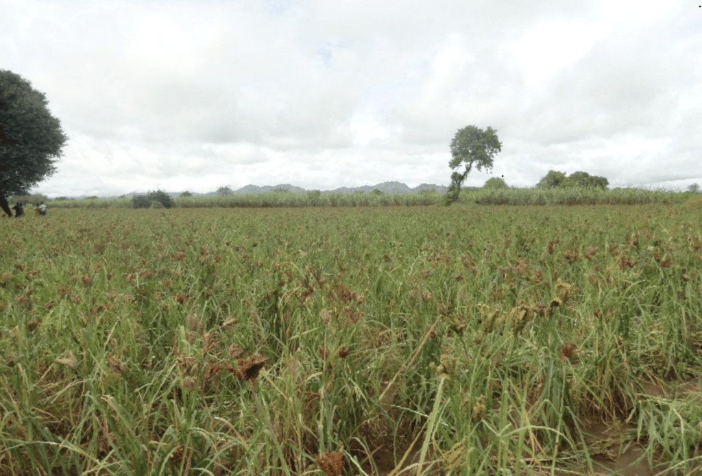 Celebrating the Resilience of Millets - Rise Against Hunger